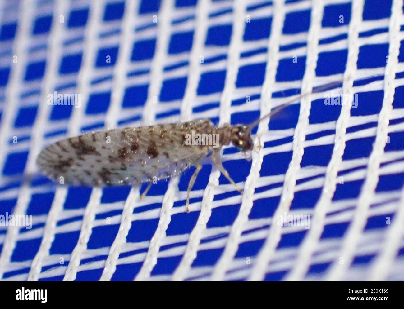 Variegated Brown Lacewing (Micromus variegatus Stock Photo - Alamy