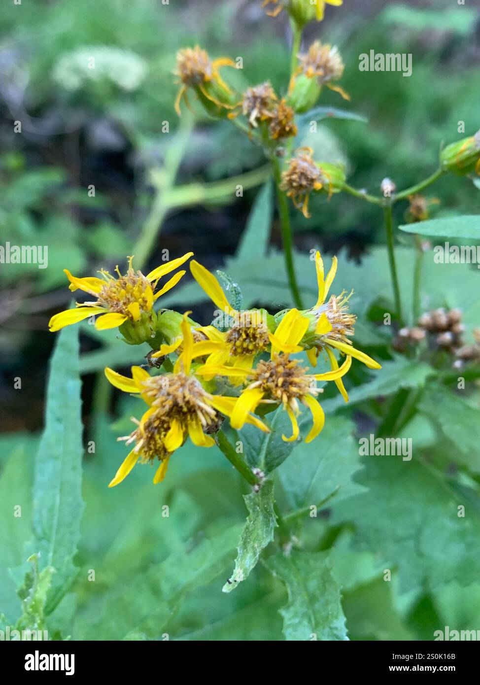 Arrowleaf Senecio (Senecio triangularis Stock Photo - Alamy