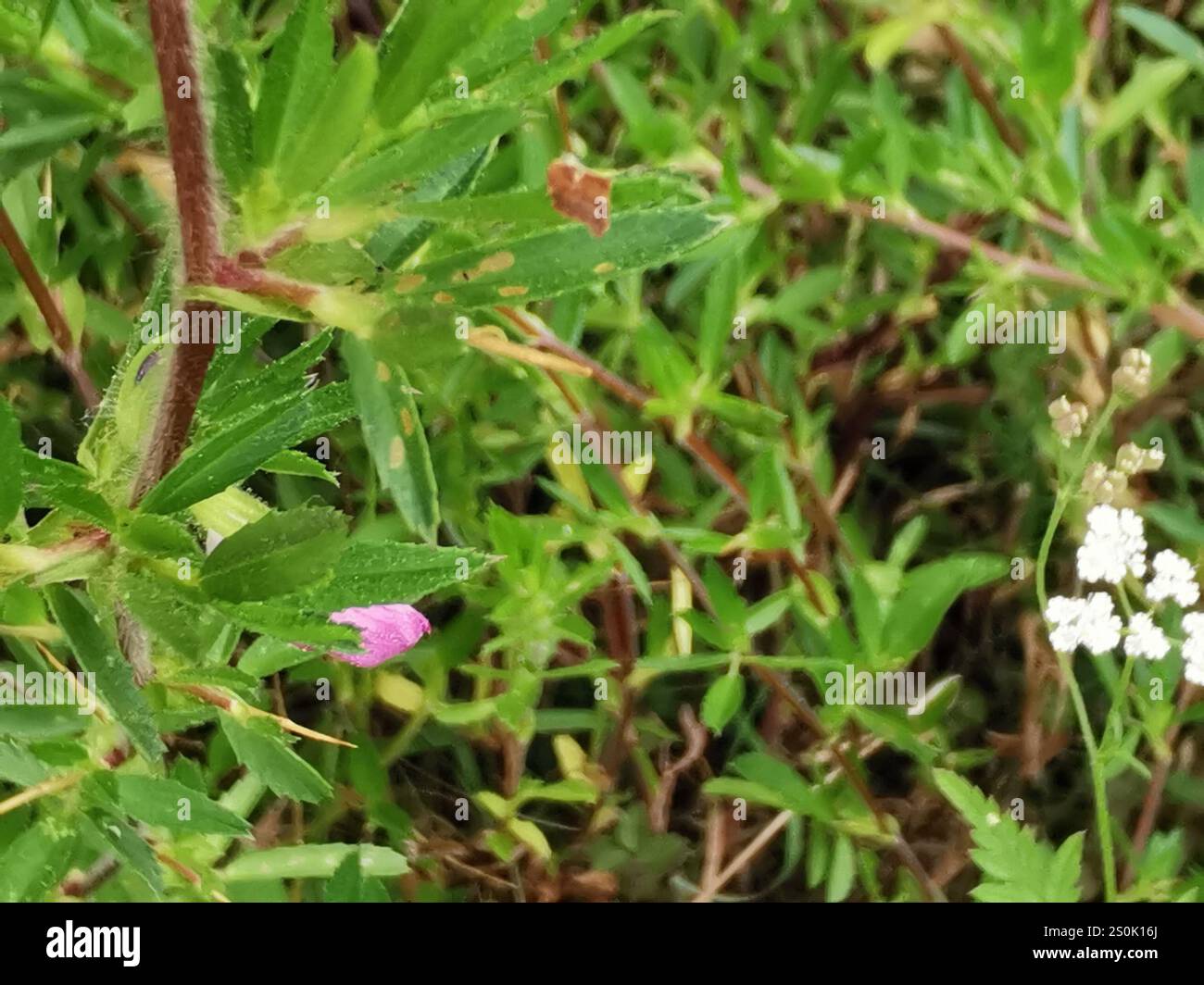 Spiny restharrow (Ononis spinosa Stock Photo - Alamy