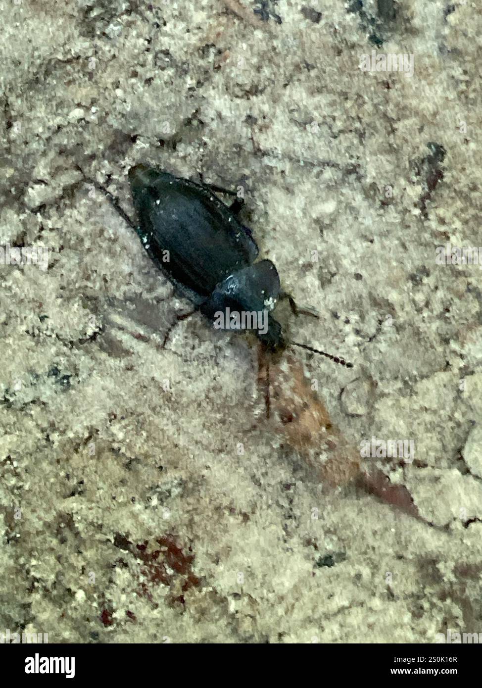 Black snail beetle (Phosphuga atrata Stock Photo - Alamy