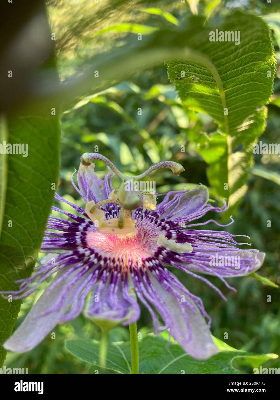 purple passionflower (Passiflora incarnata Stock Photo - Alamy
