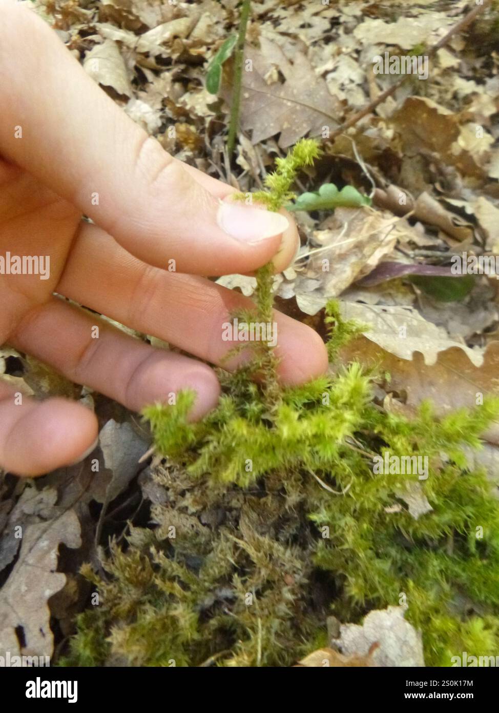 rough goose neck moss (Hylocomiadelphus triquetrus Stock Photo - Alamy