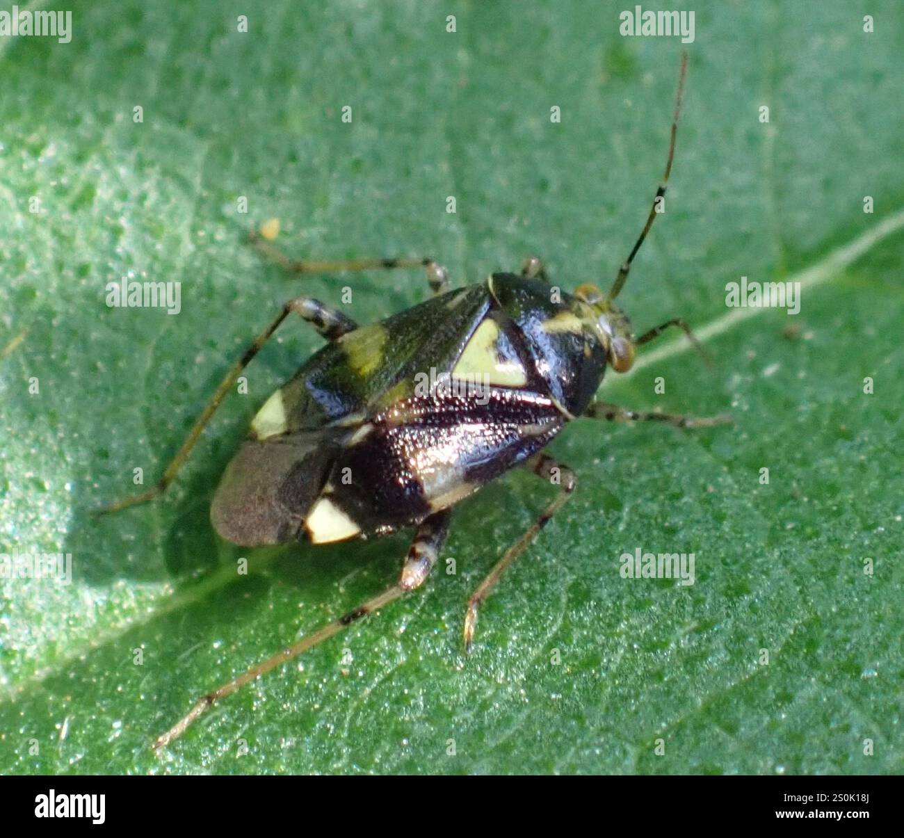 Three Spotted Nettle Bug (Liocoris tripustulatus Stock Photo - Alamy