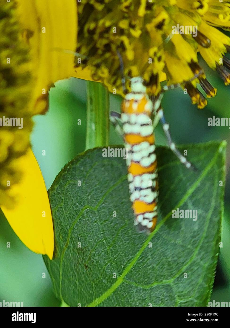 Ailanthus Webworm Moth (Atteva aurea Stock Photo - Alamy