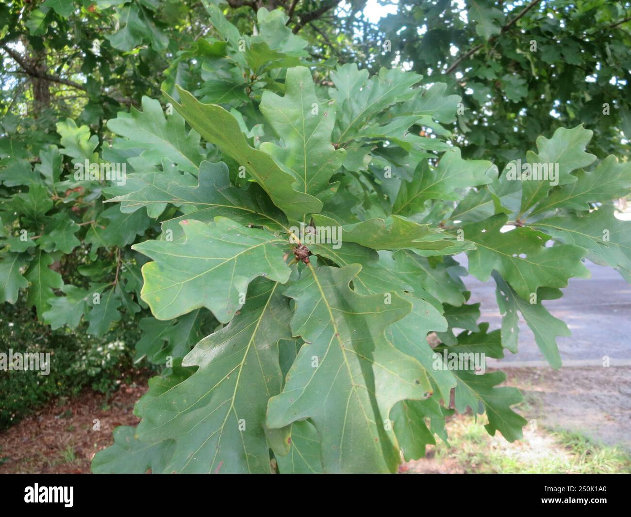 white oak (Quercus alba Stock Photo - Alamy