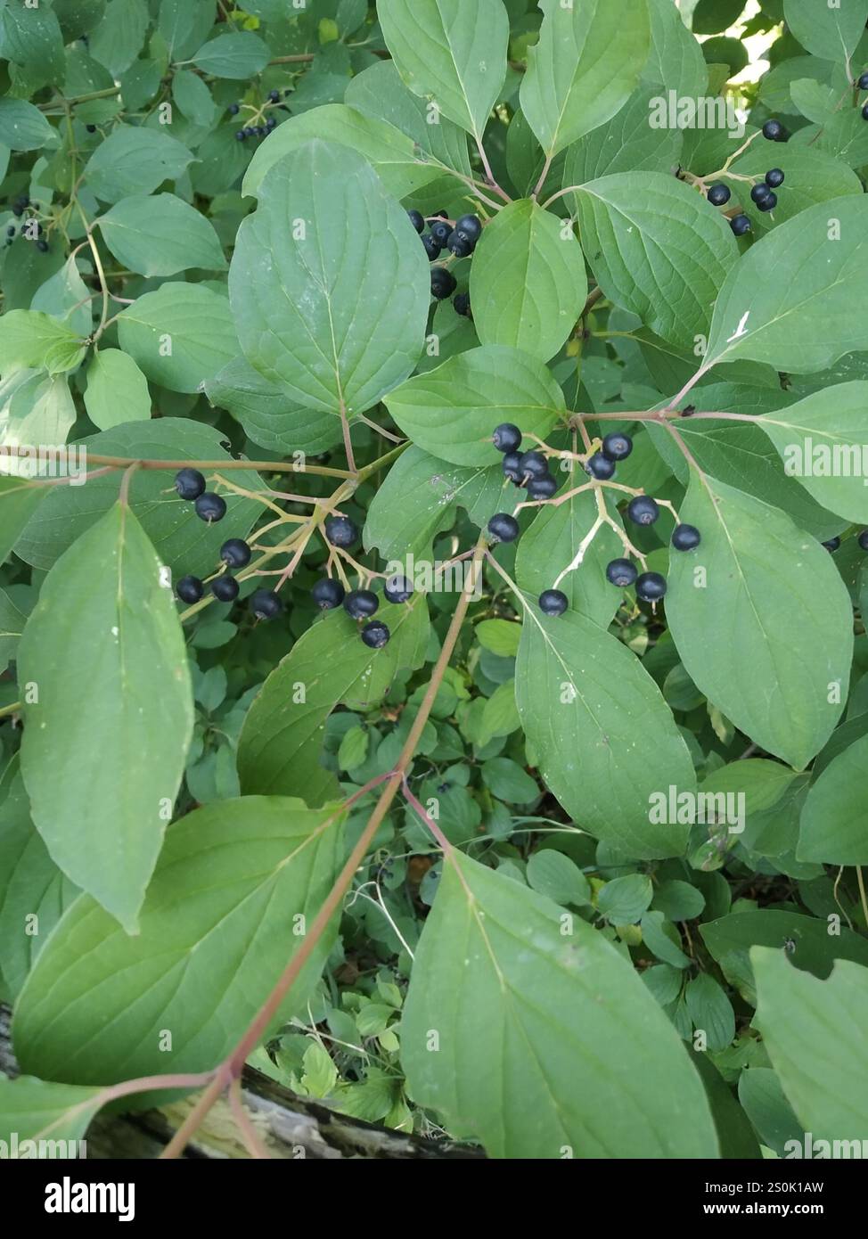 common dogwood (Cornus sanguinea Stock Photo - Alamy