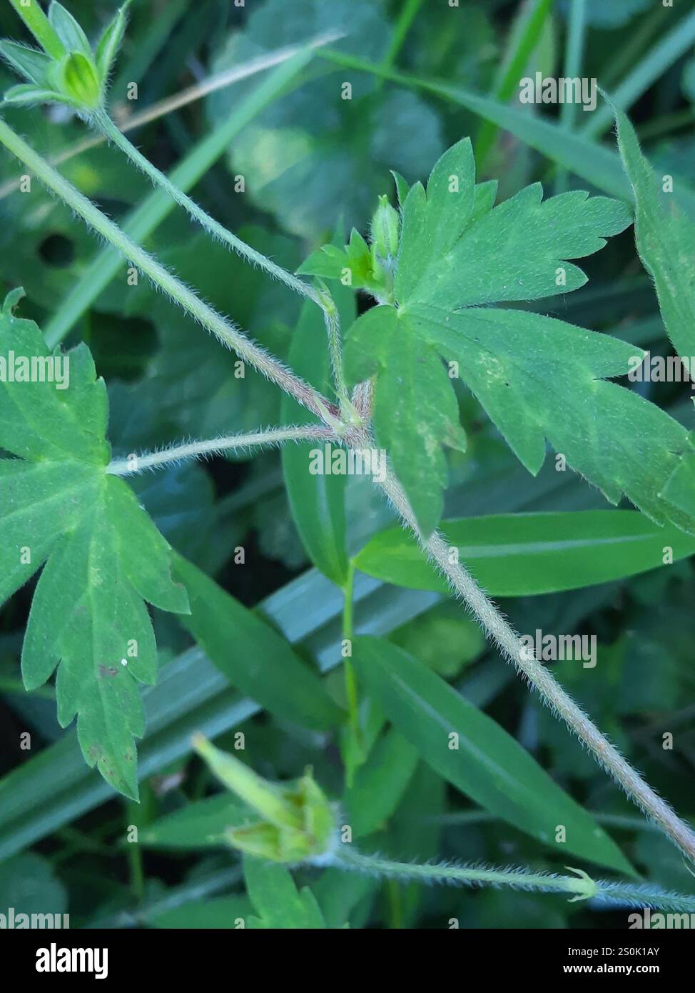 Siberian Crane's-bill (Geranium sibiricum Stock Photo - Alamy