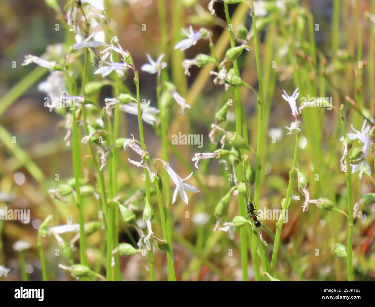 Water Lobelia (Lobelia dortmanna Stock Photo - Alamy