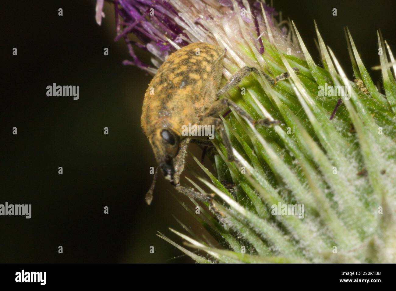 Turbine Cylindrical Weevil (Larinus turbinatus Stock Photo - Alamy