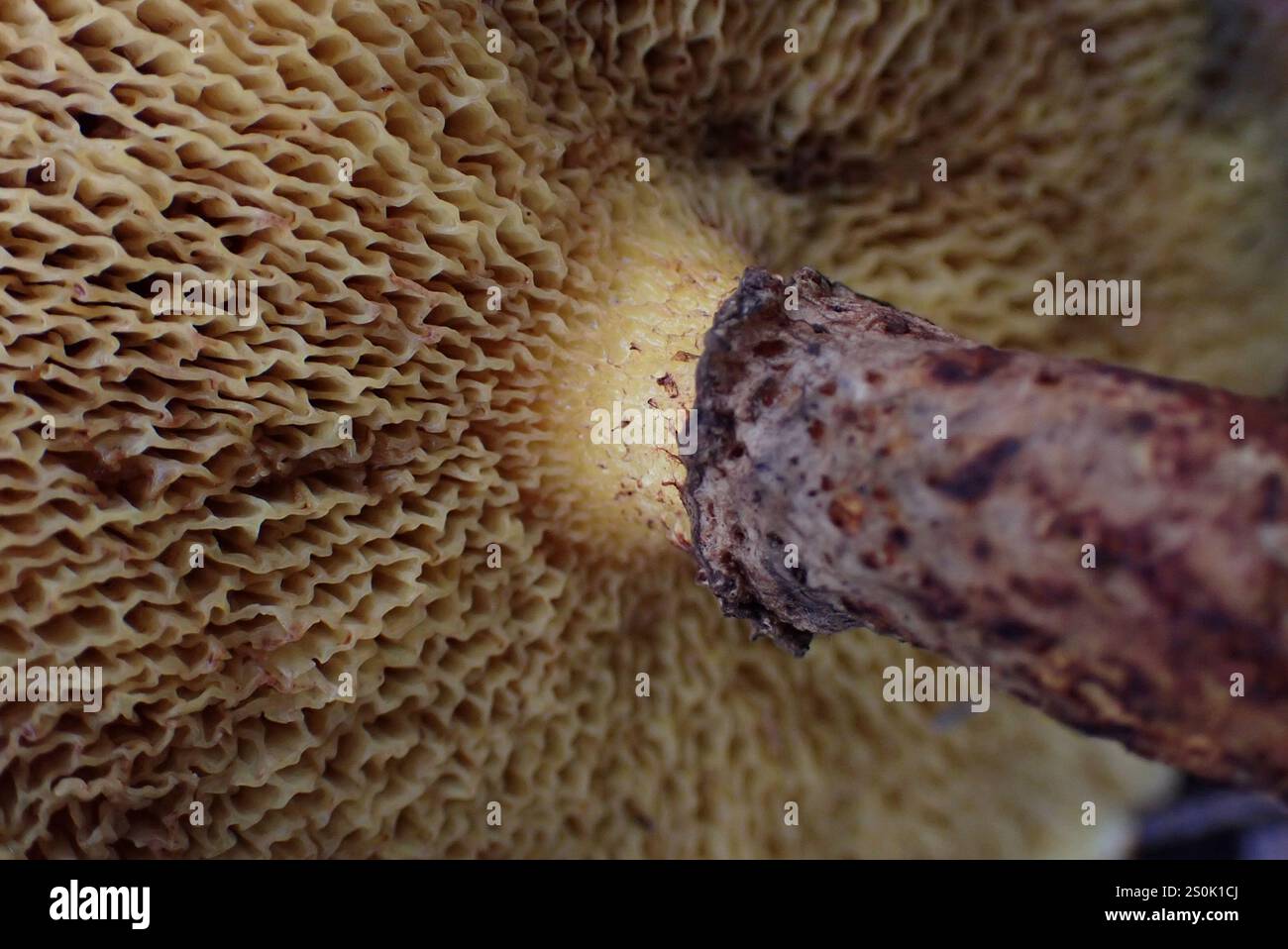 Western Painted Suillus (Suillus lakei Stock Photo - Alamy