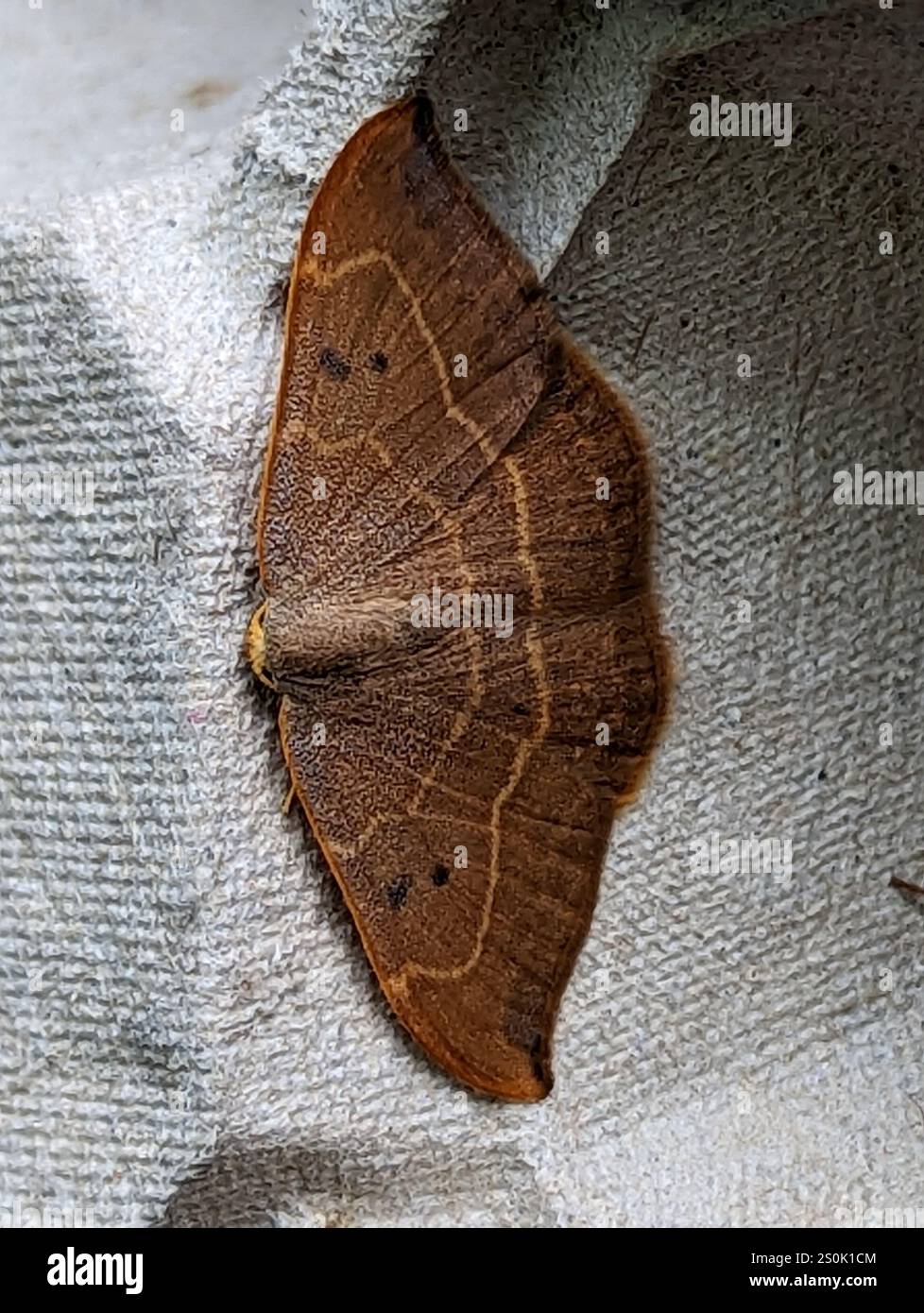 Oak Hook-tip (Watsonalla binaria Stock Photo - Alamy