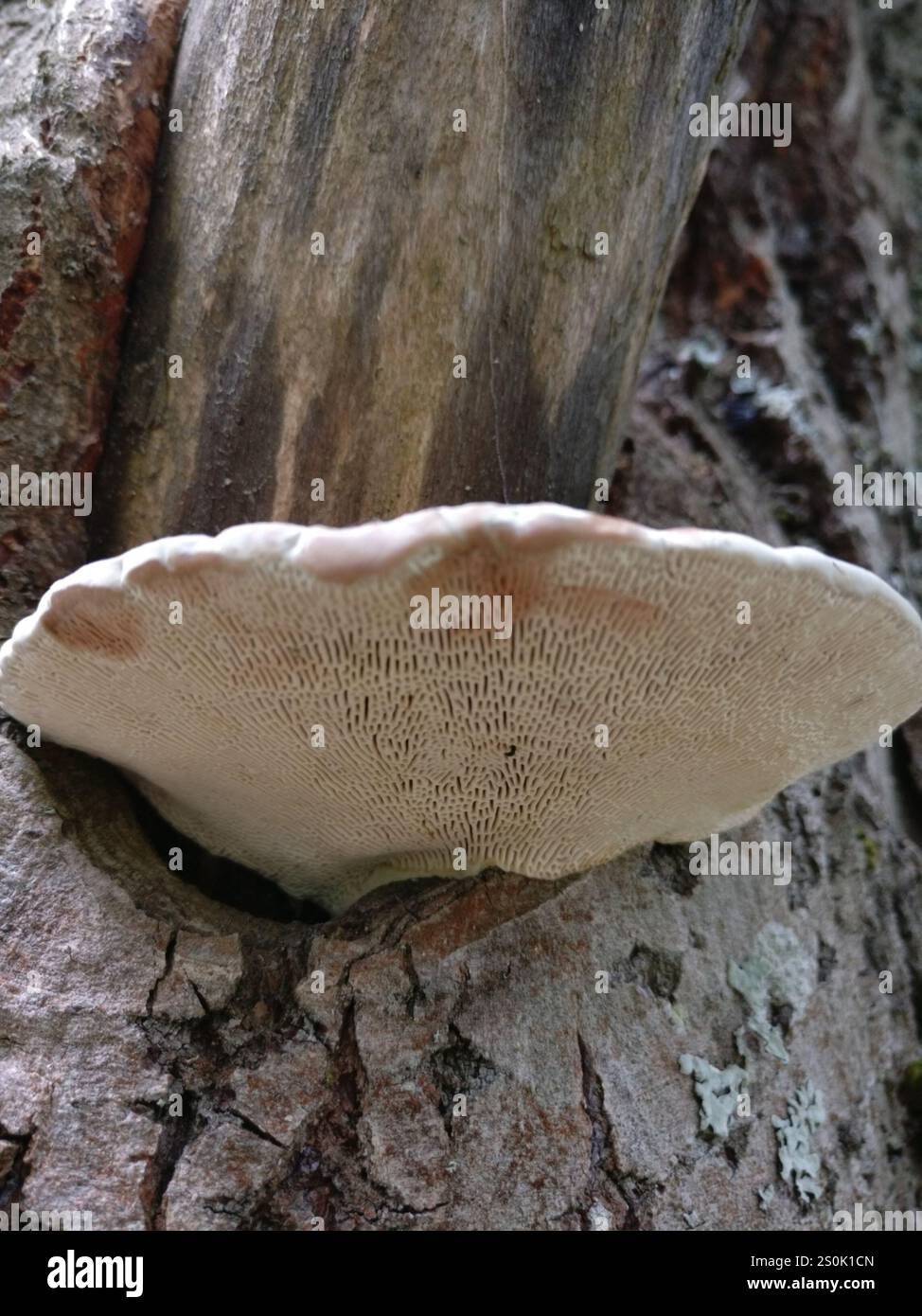 Thin-walled Maze Polypore (Daedaleopsis confragosa Stock Photo - Alamy