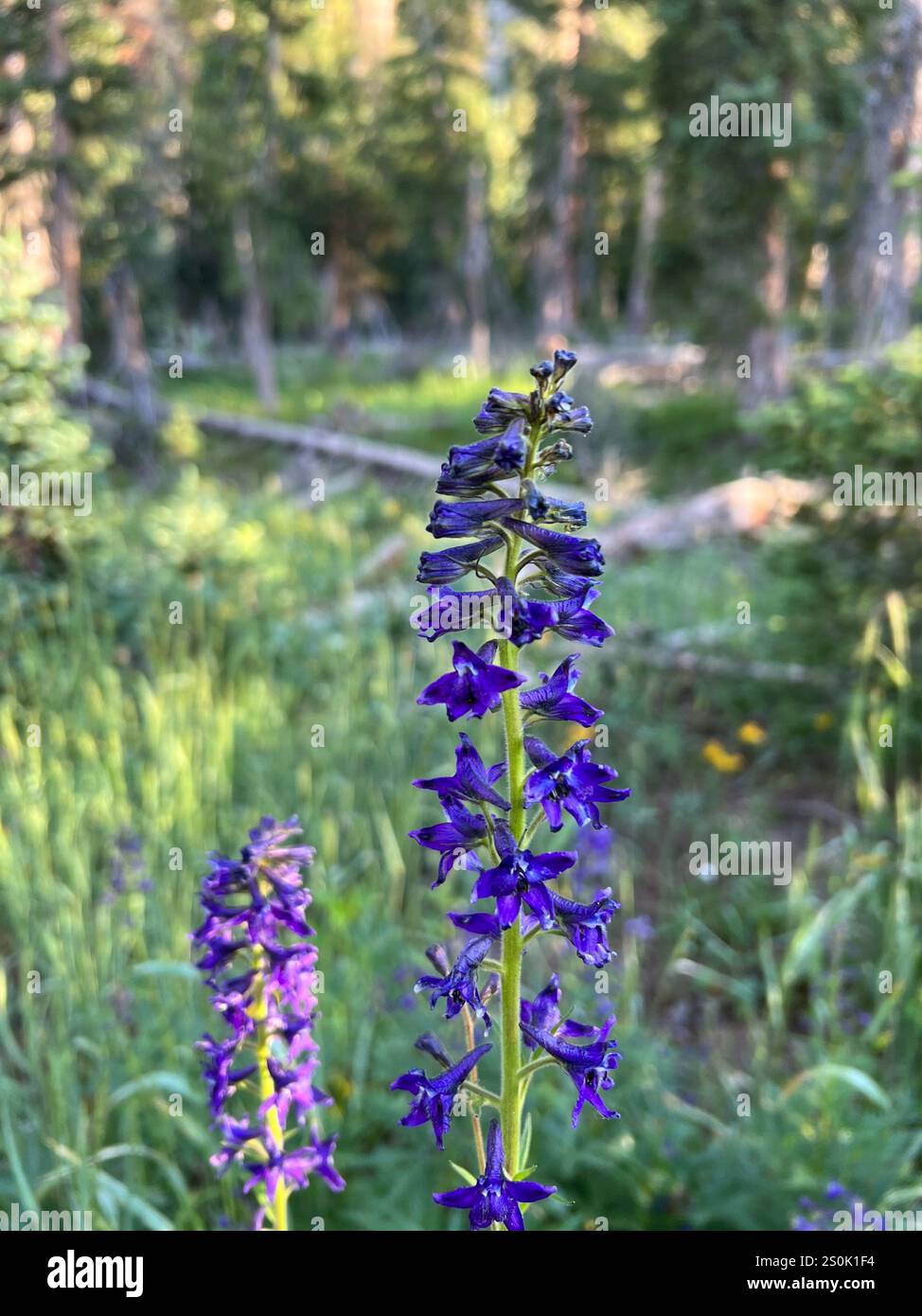 Subalpine Larkspur (Delphinium barbeyi Stock Photo - Alamy