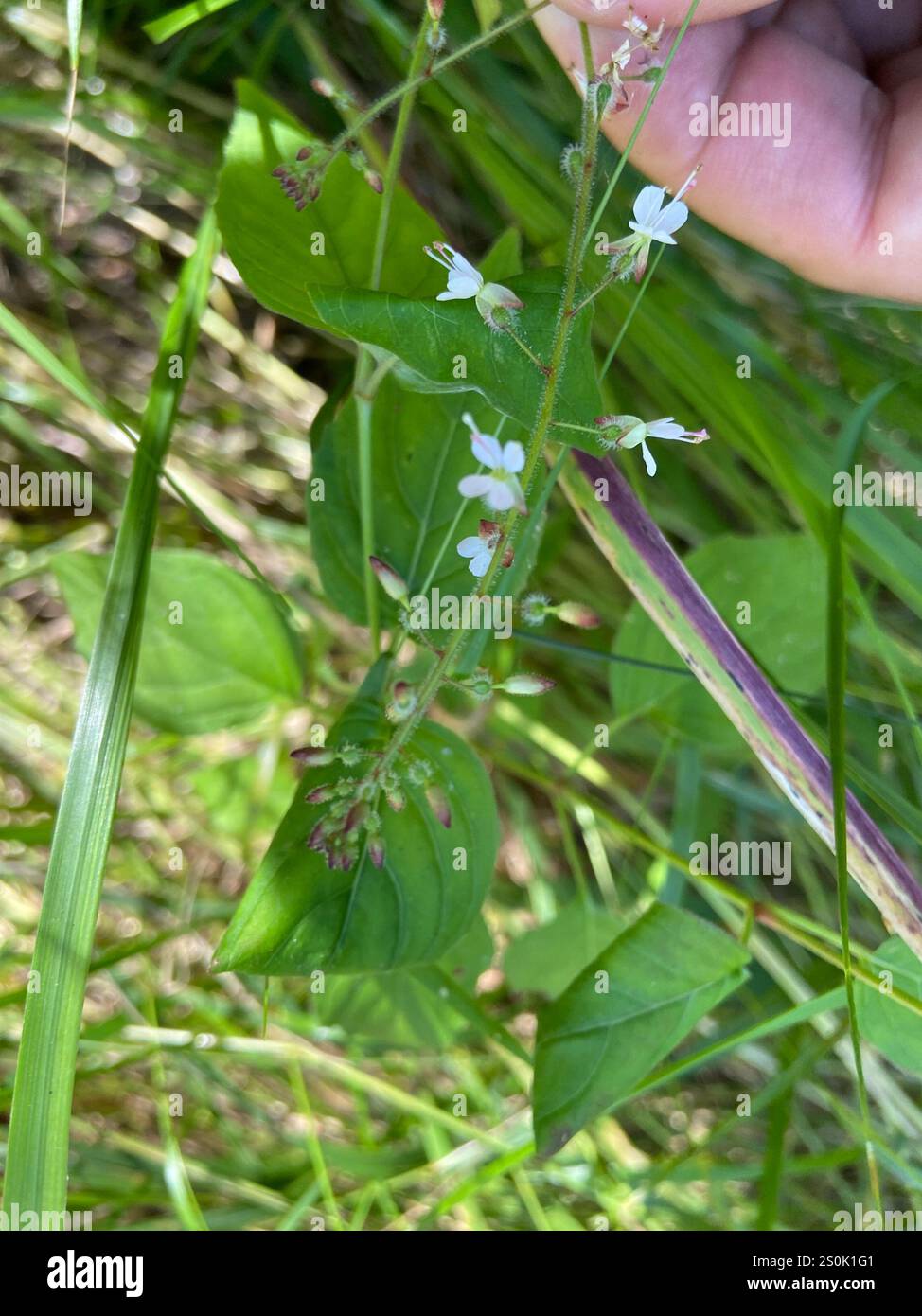 enchanter's-nightshade (Circaea lutetiana Stock Photo - Alamy