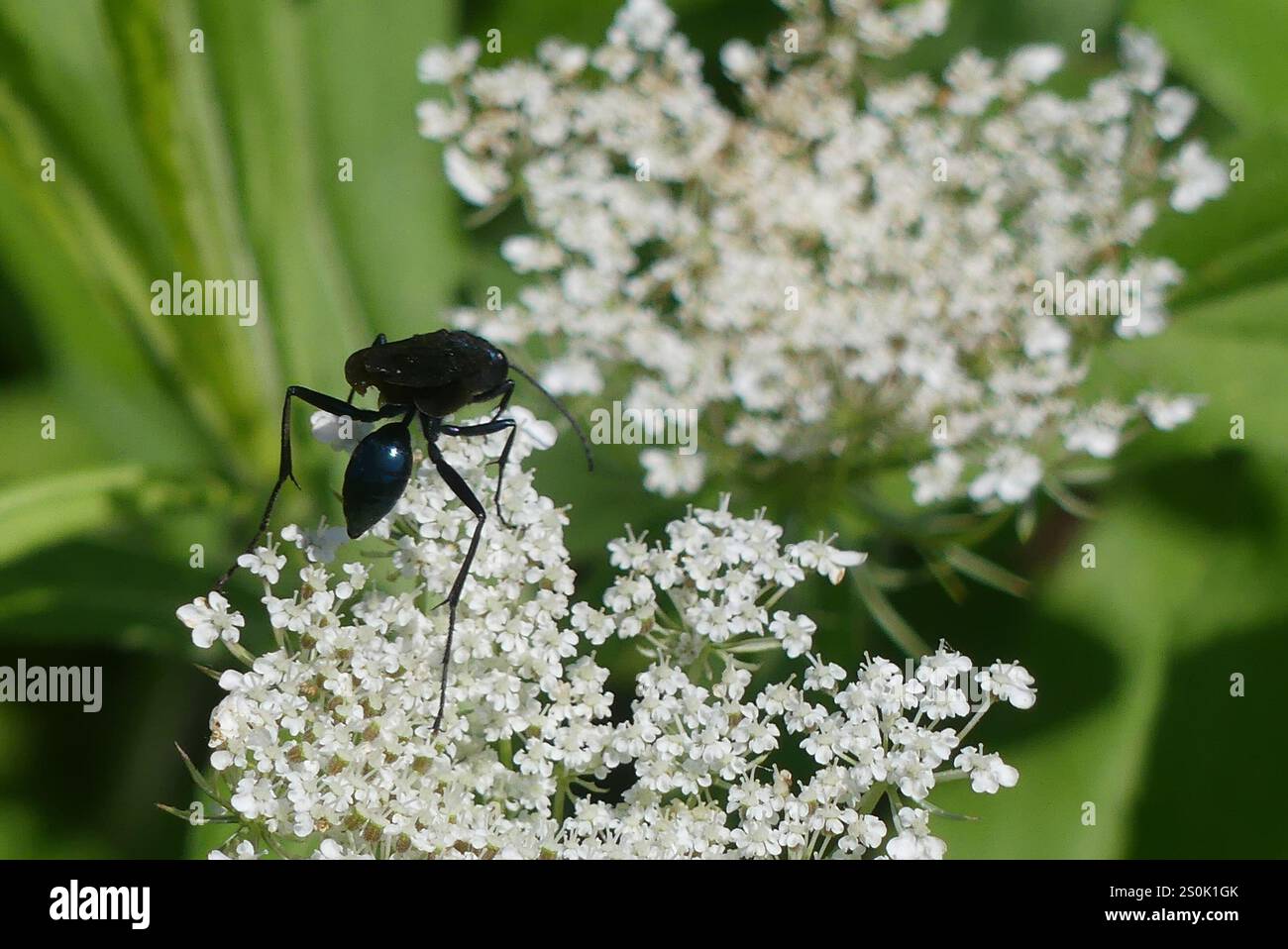 Nearctic Blue Mud-dauber Wasp (Chalybion californicum Stock Photo - Alamy
