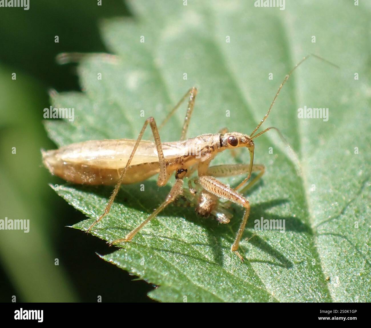 Marsh Damsel Bug (Nabis limbatus Stock Photo - Alamy