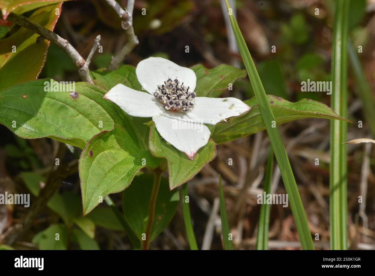 Western Bunchberry (Cornus unalaschkensis Stock Photo - Alamy