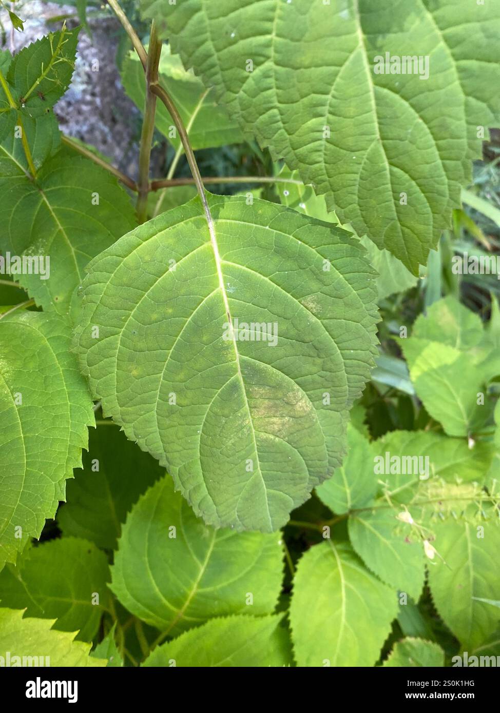 citronella horse balm (Collinsonia canadensis Stock Photo - Alamy