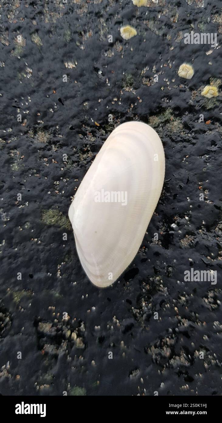 Banded Wedge Shell (Donax vittatus Stock Photo - Alamy