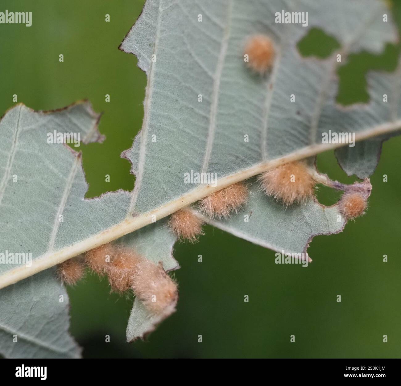 oak flake gall wasp (Neuroterus quercusverrucarum Stock Photo - Alamy