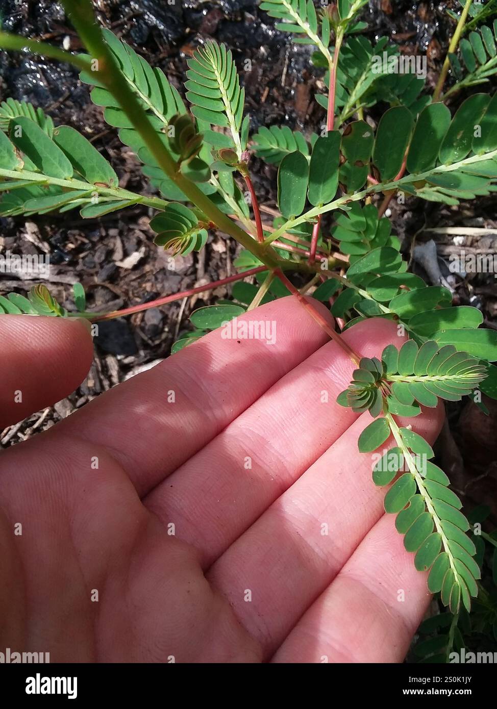 Chamberbitter (Phyllanthus urinaria Stock Photo - Alamy