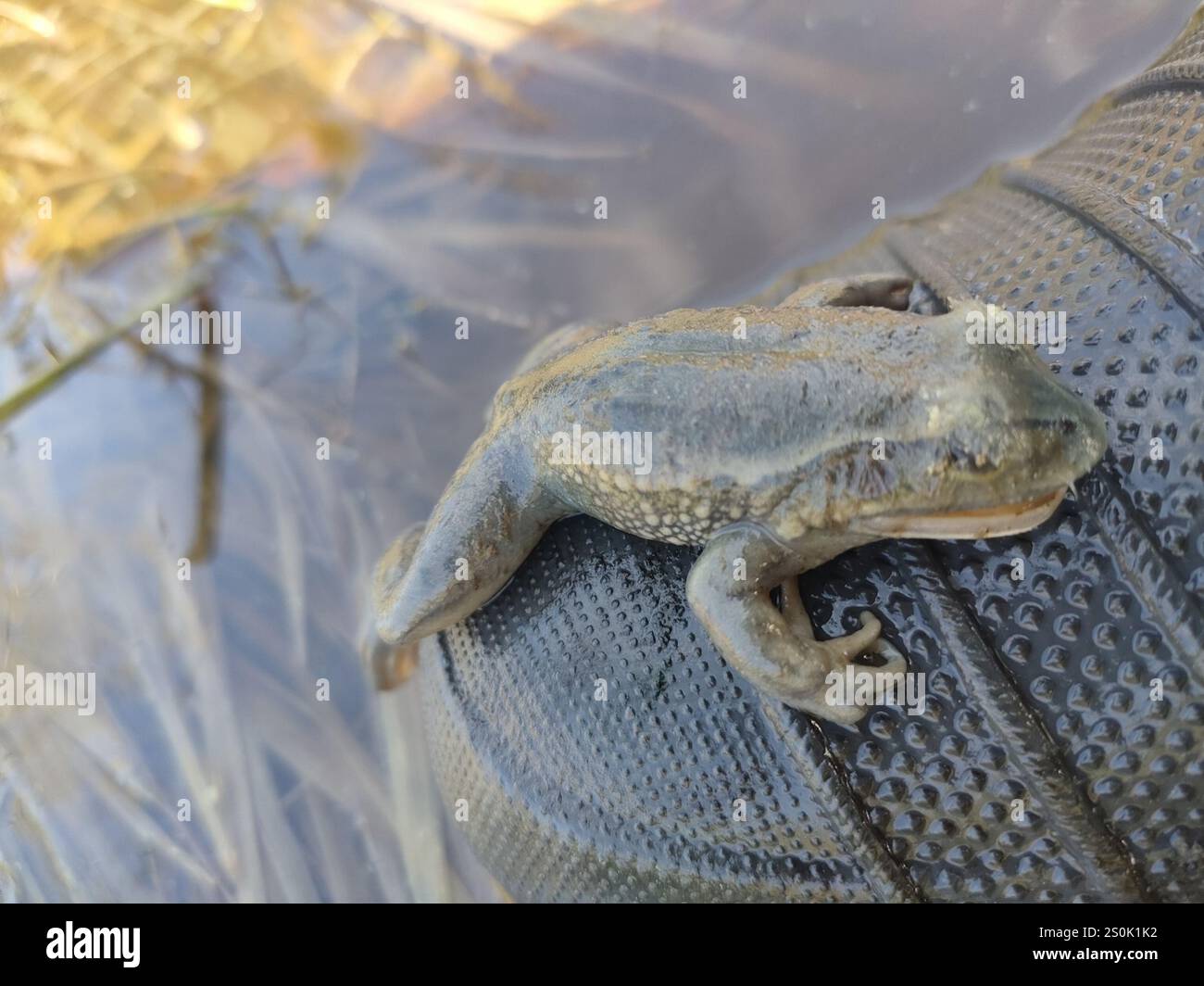 Southern Bell Frog (Ranoidea raniformis Stock Photo - Alamy