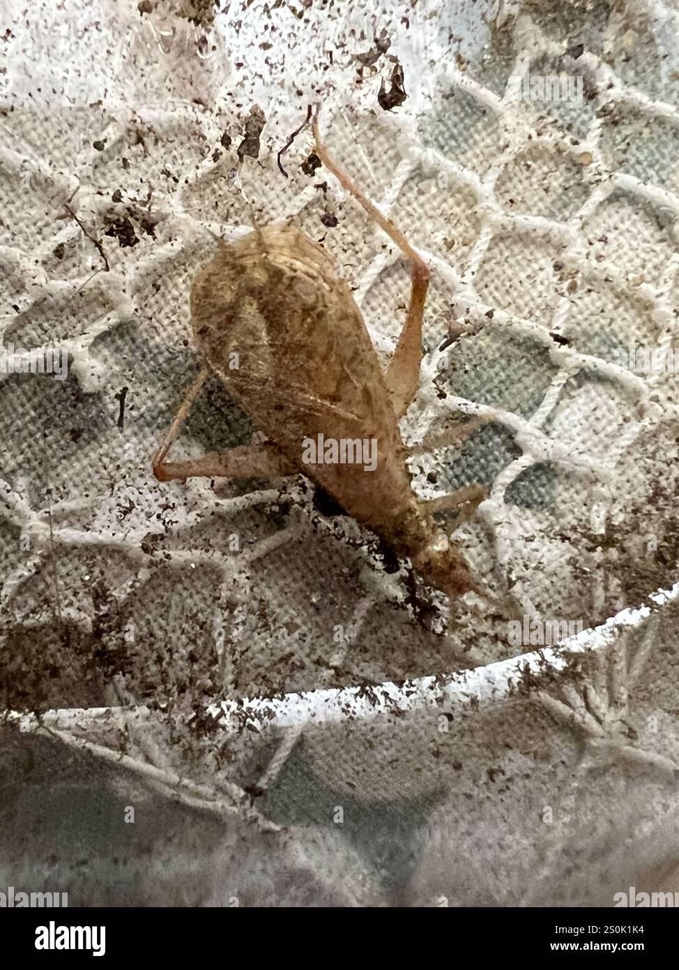 Western Tree Cricket (Oecanthus californicus Stock Photo - Alamy