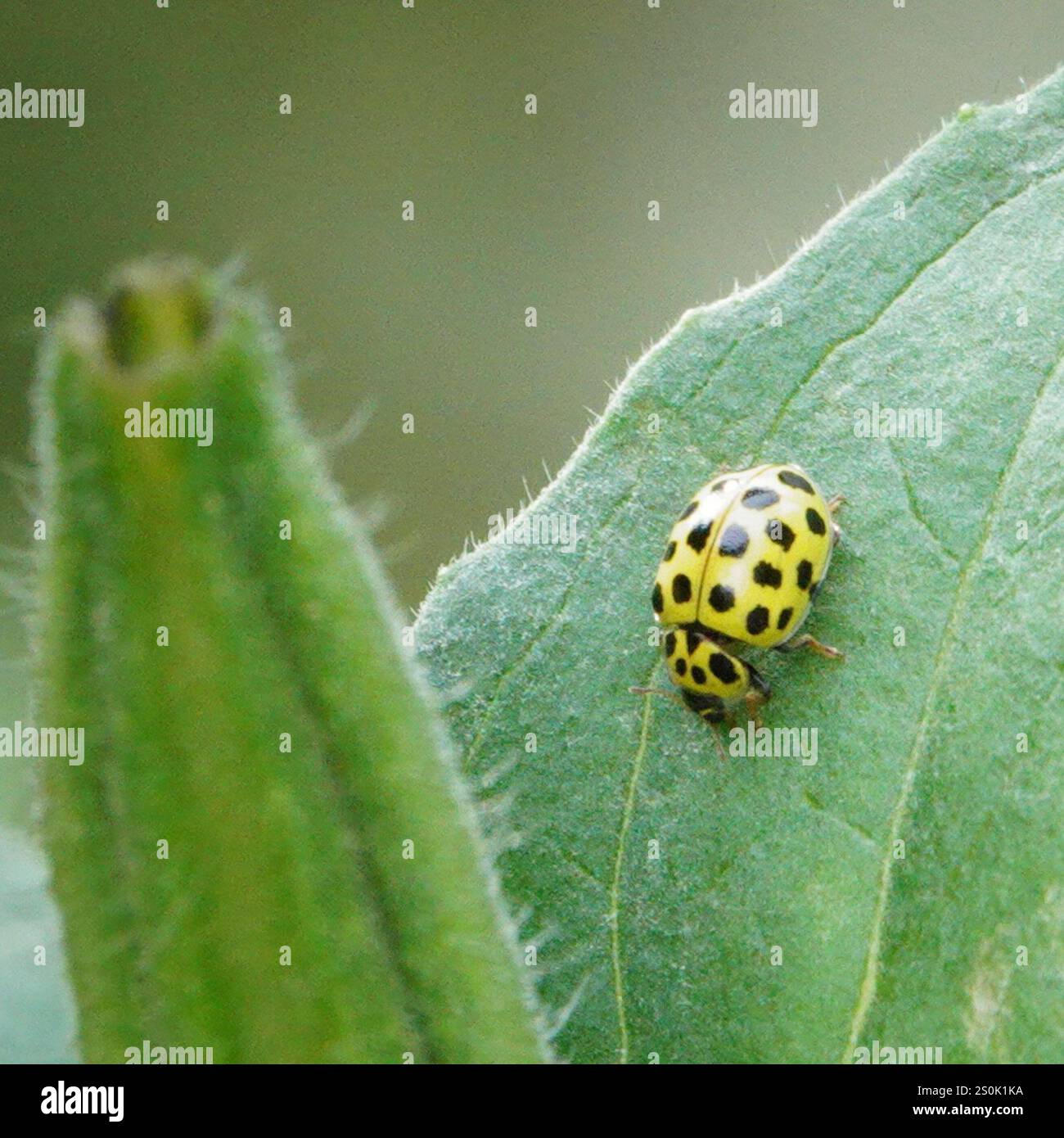 22-spot Ladybird (Psyllobora vigintiduopunctata Stock Photo - Alamy