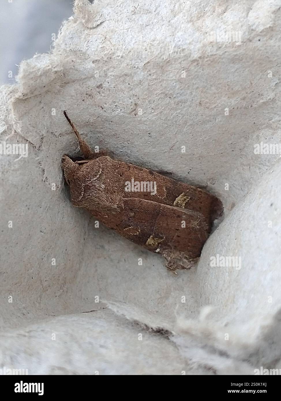 Square-spot Rustic (Xestia xanthographa Stock Photo - Alamy