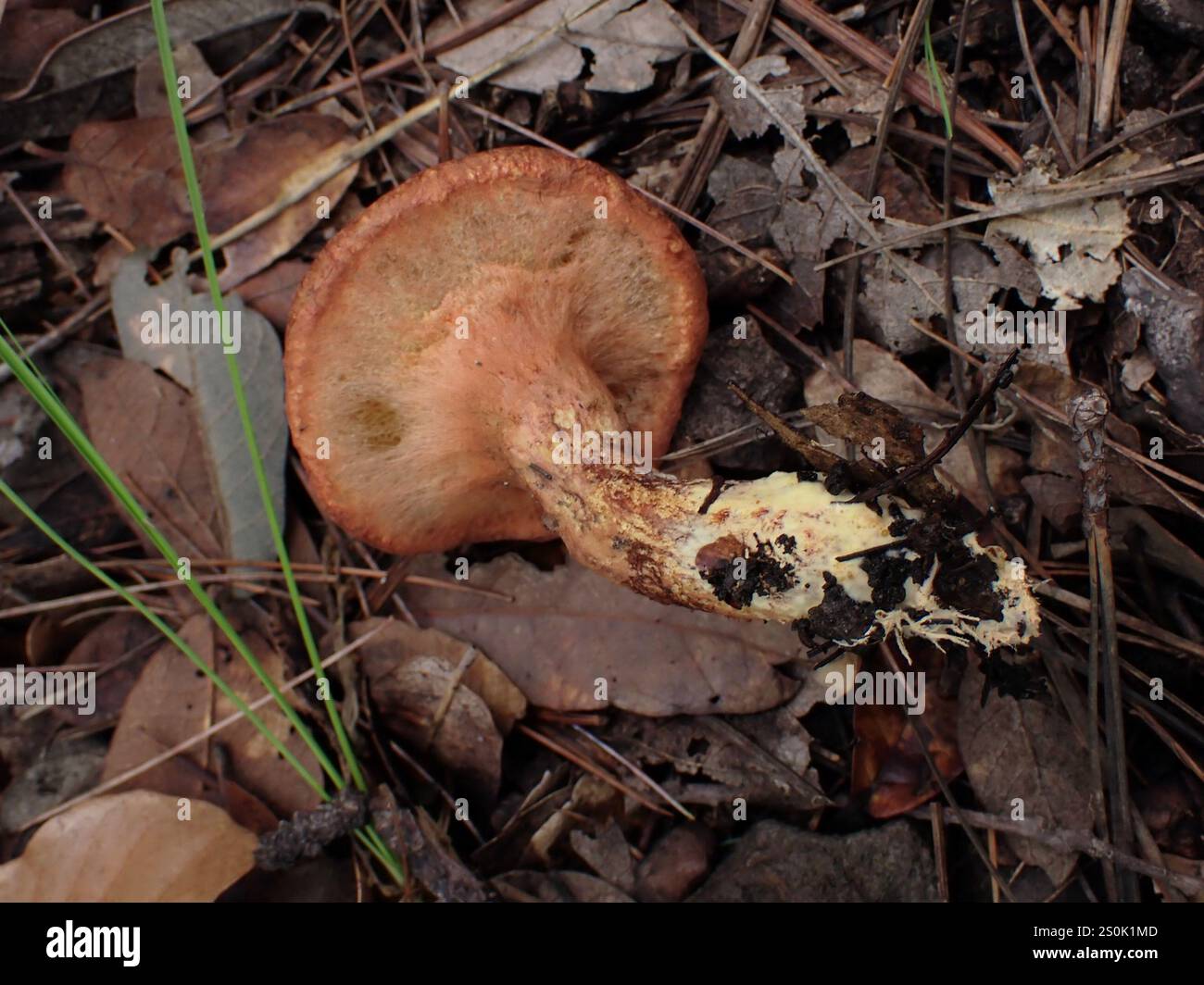 Western Painted Suillus (Suillus lakei Stock Photo - Alamy