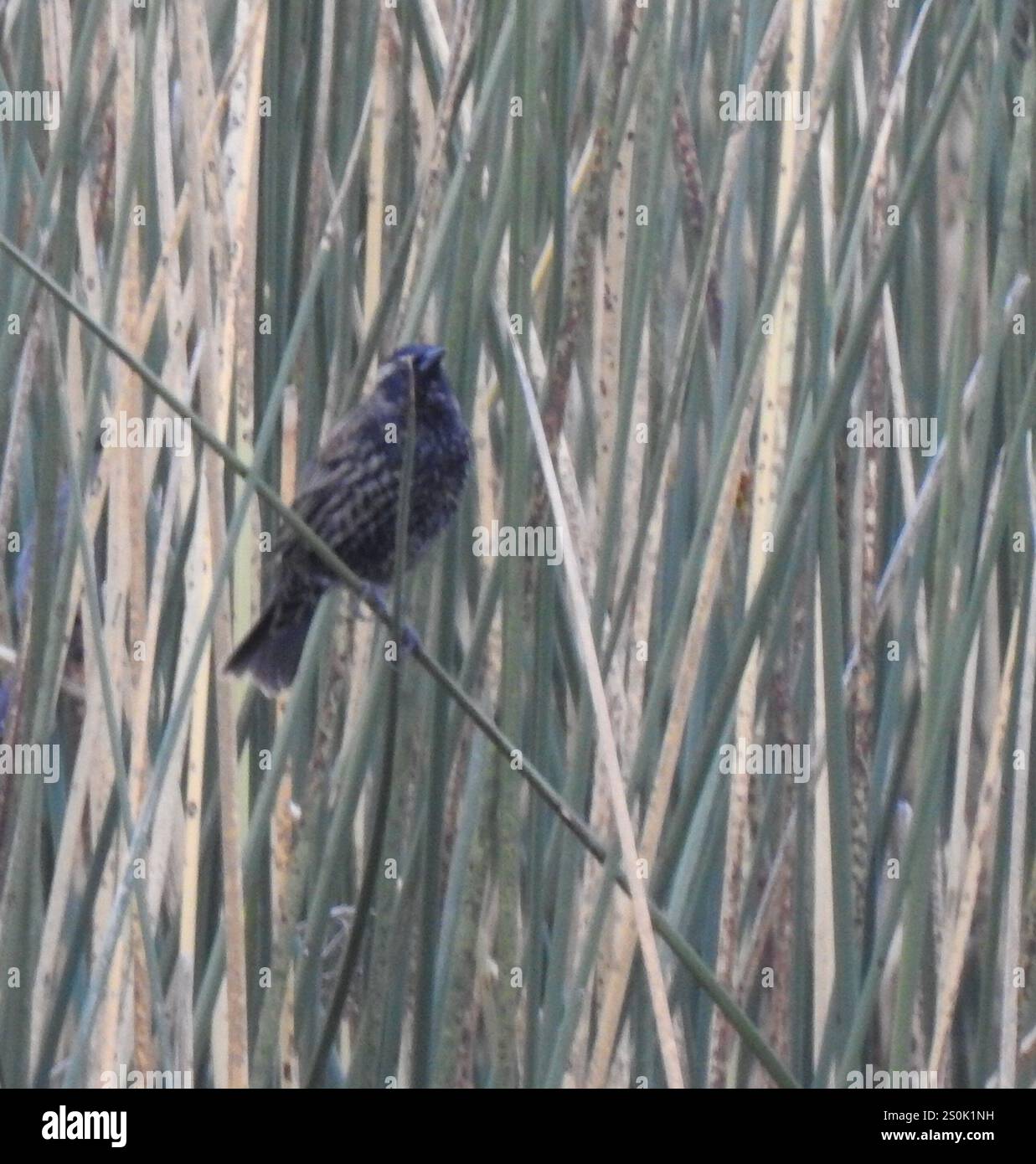 Yellow-winged Blackbird (Agelasticus thilius Stock Photo - Alamy
