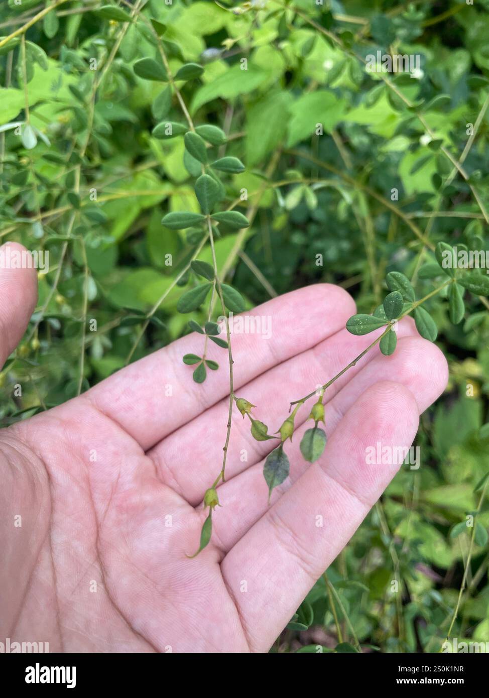 eastern wild indigo (Baptisia tinctoria Stock Photo - Alamy