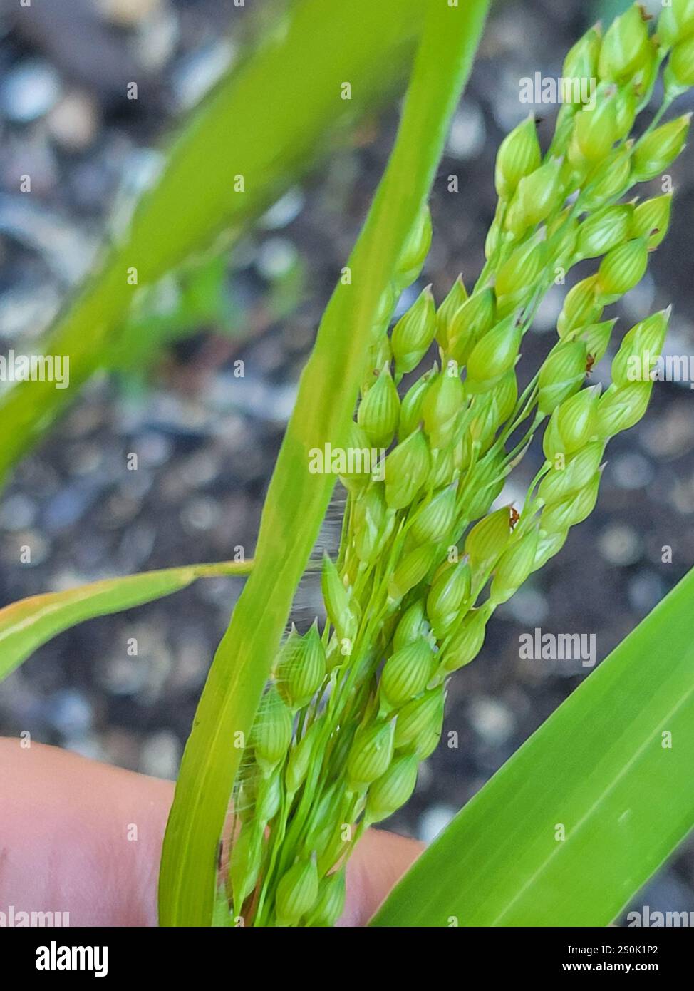 Proso Millet (Panicum miliaceum Stock Photo - Alamy