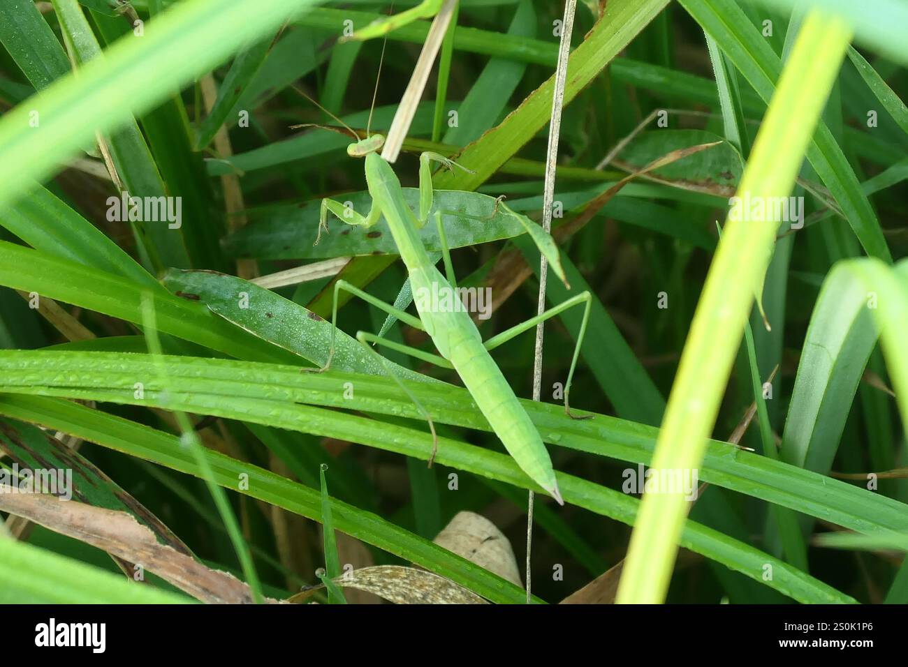 Chinese Mantis (Tenodera sinensis Stock Photo - Alamy