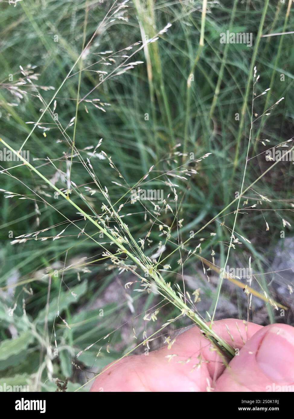 Alkali Sacaton (Sporobolus airoides Stock Photo - Alamy