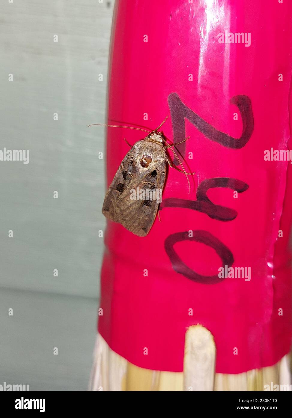 Double Square-spot (Xestia triangulum Stock Photo - Alamy