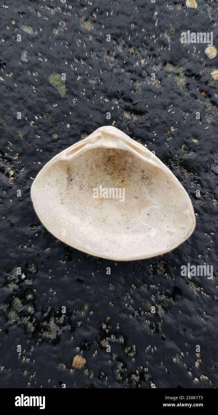 Cut Trough Shell (Spisula subtruncata Stock Photo - Alamy