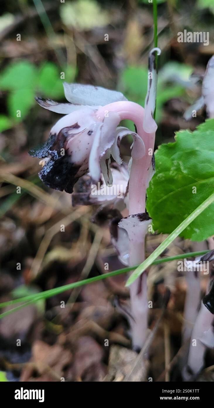 Ghost Pipe (Monotropa uniflora Stock Photo - Alamy