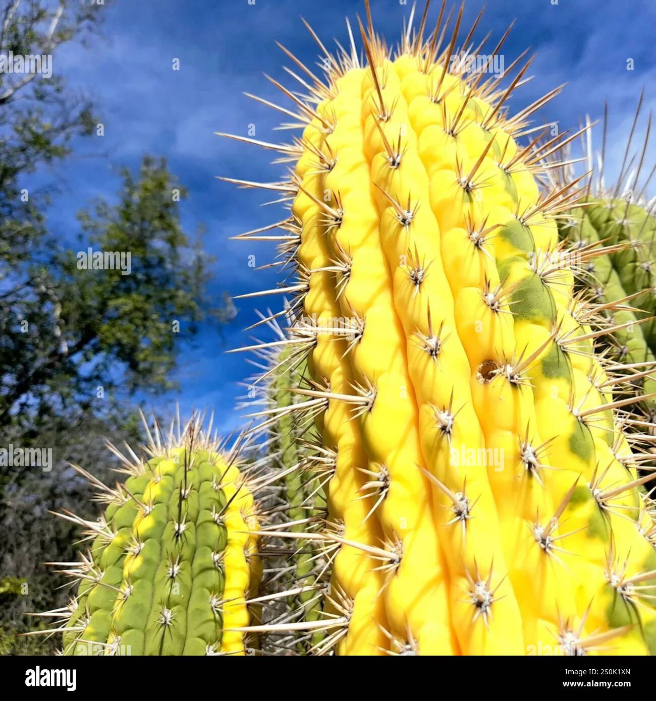 Quisco (Trichocereus chiloensis Stock Photo - Alamy