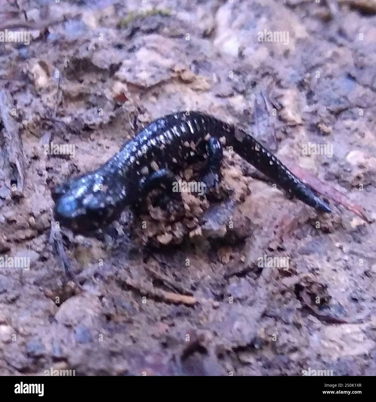 Alpine Salamander (Salamandra atra Stock Photo - Alamy