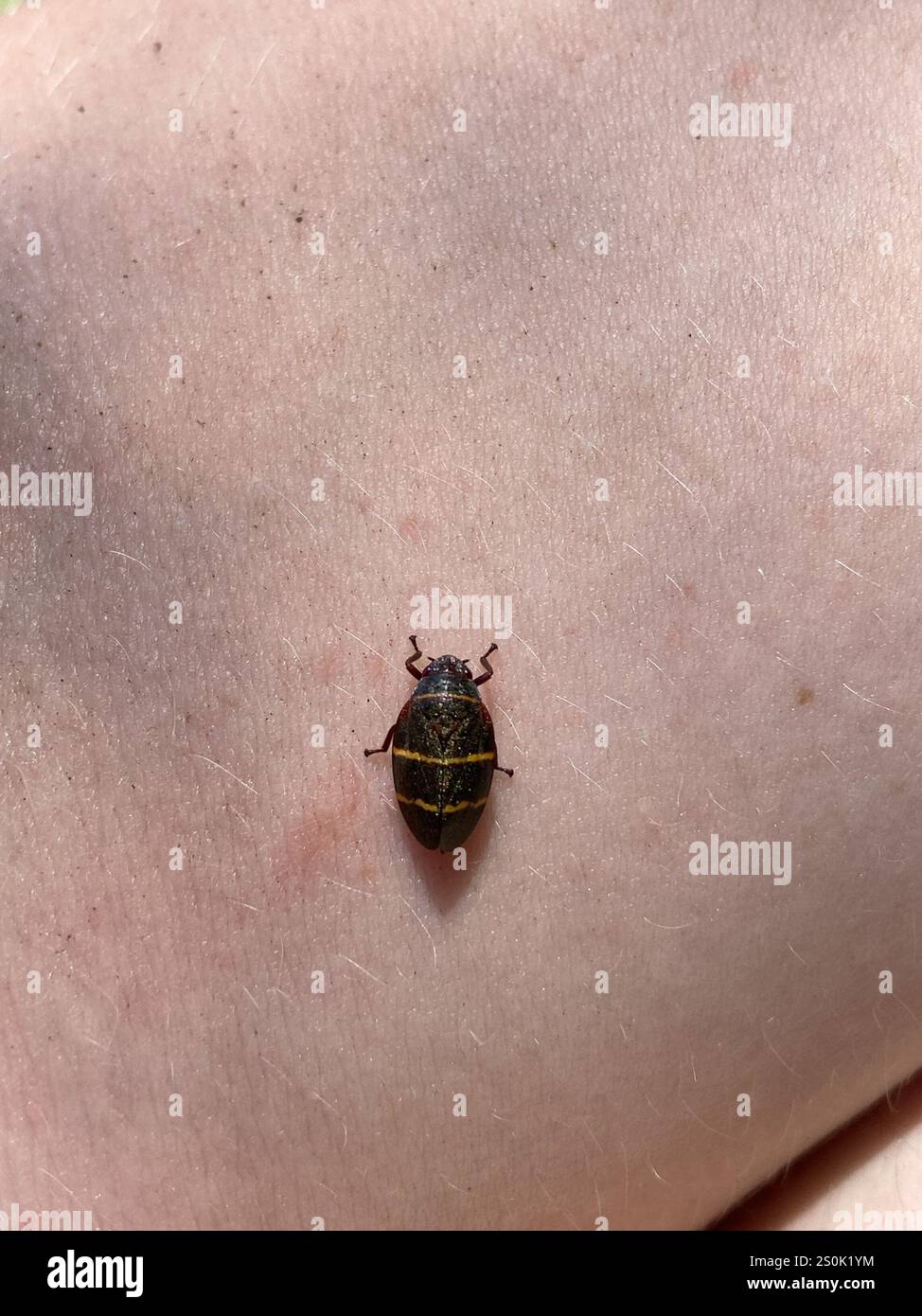 Two-lined Spittlebug (Prosapia bicincta Stock Photo - Alamy