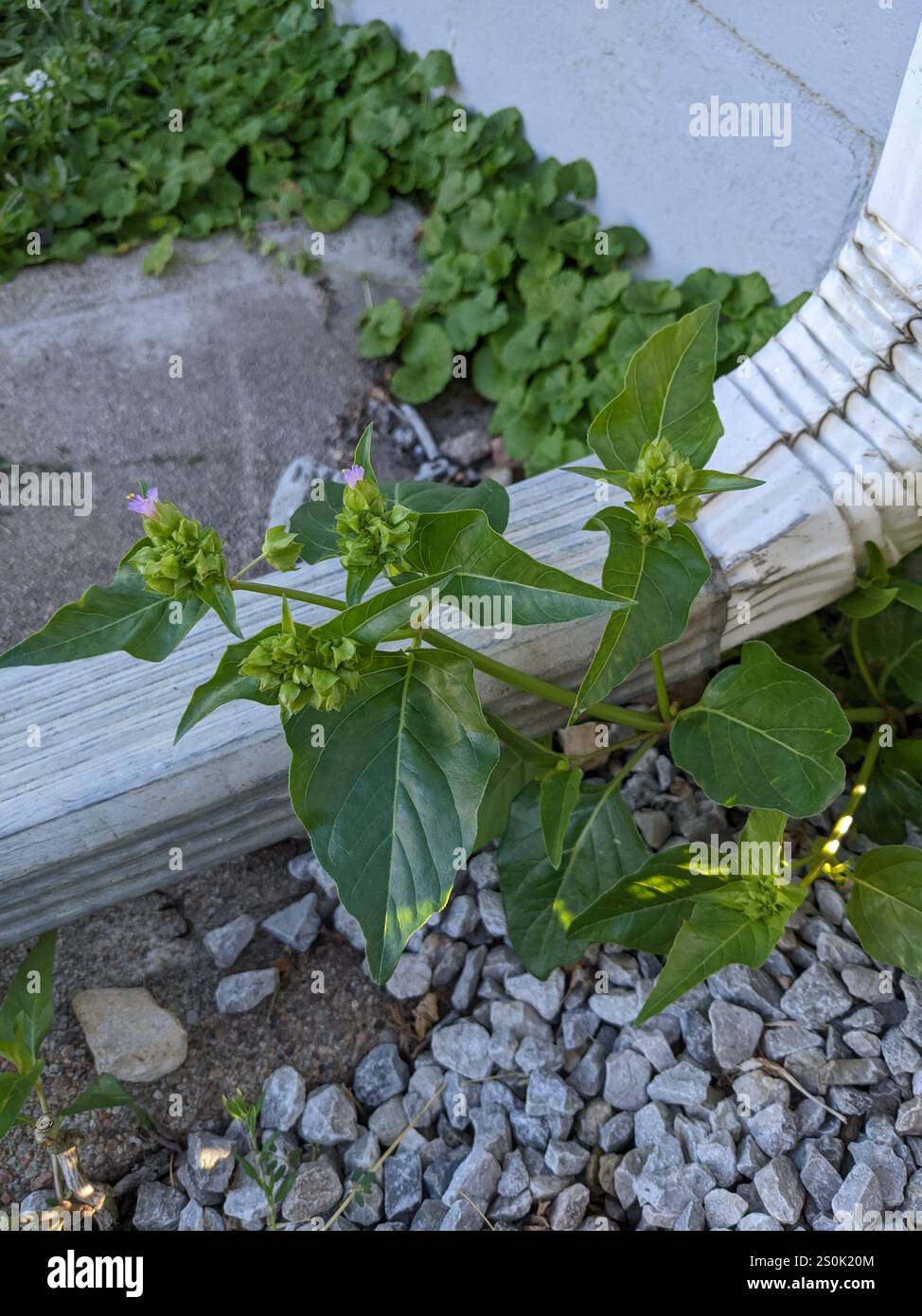 Wild Four o'Clock (Mirabilis nyctaginea Stock Photo - Alamy