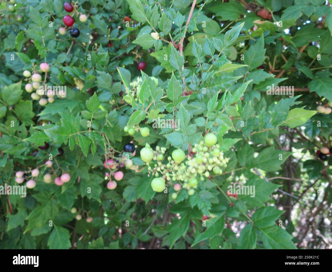 peppervine (Nekemias arborea Stock Photo - Alamy