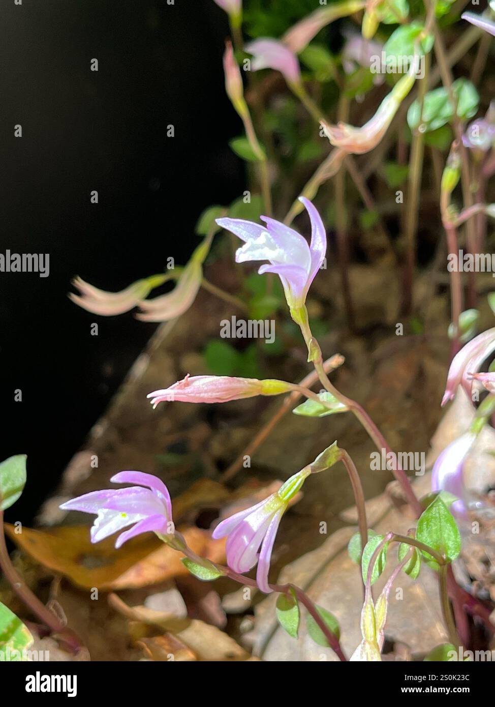 three birds orchid (Triphora trianthophoros Stock Photo - Alamy