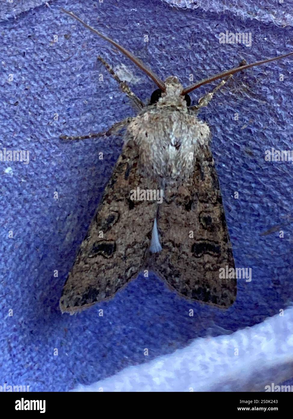 Turnip Moth (Agrotis segetum Stock Photo - Alamy