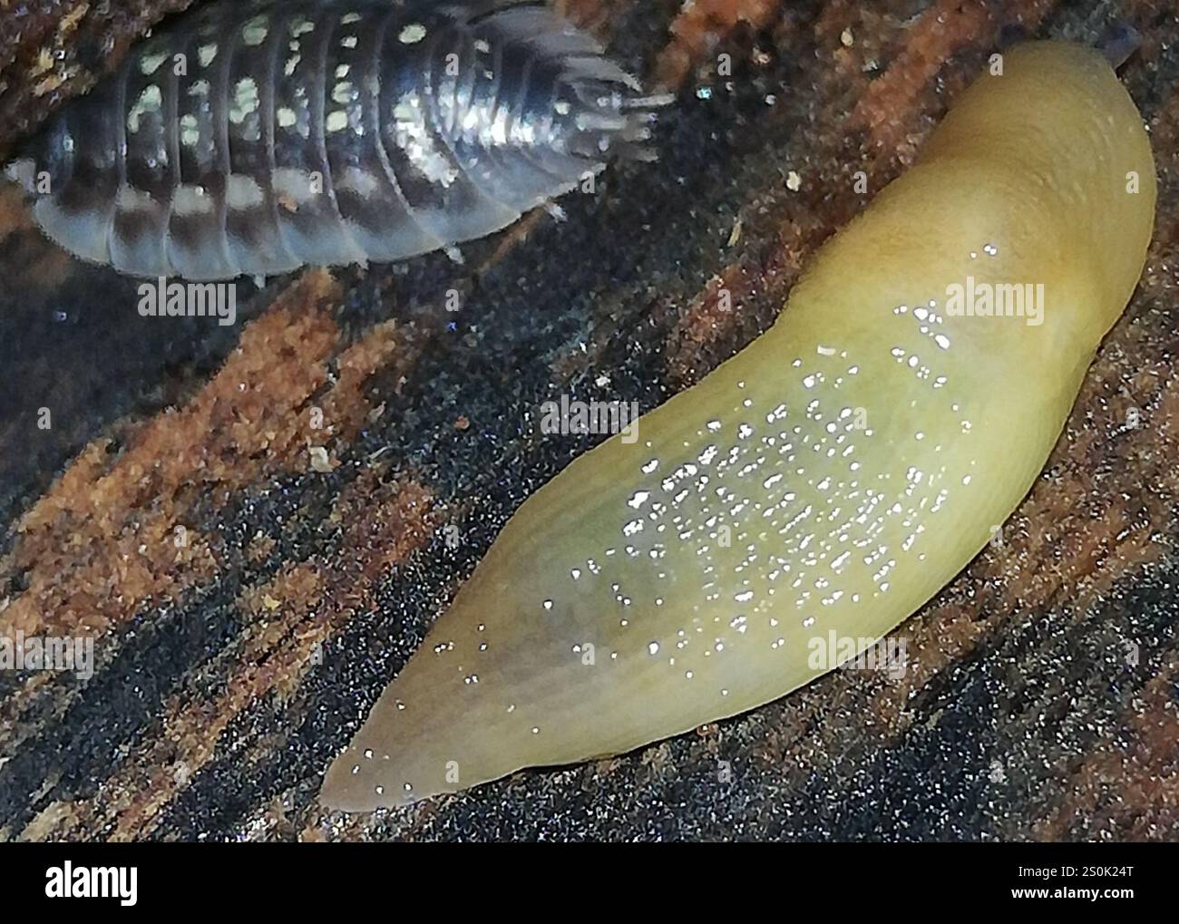 Lemon Slug (Malacolimax tenellus Stock Photo - Alamy