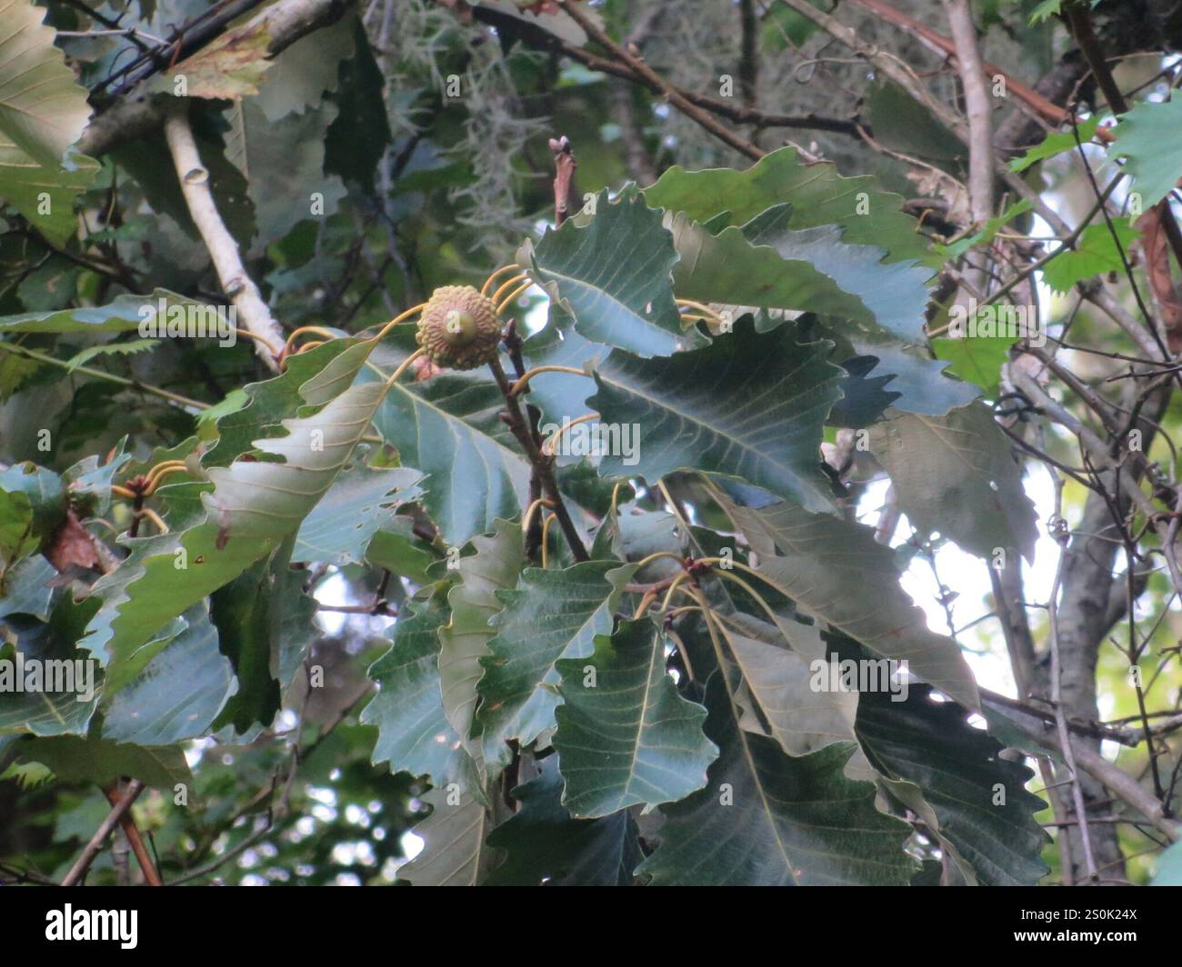 swamp chestnut oak (Quercus michauxii Stock Photo - Alamy