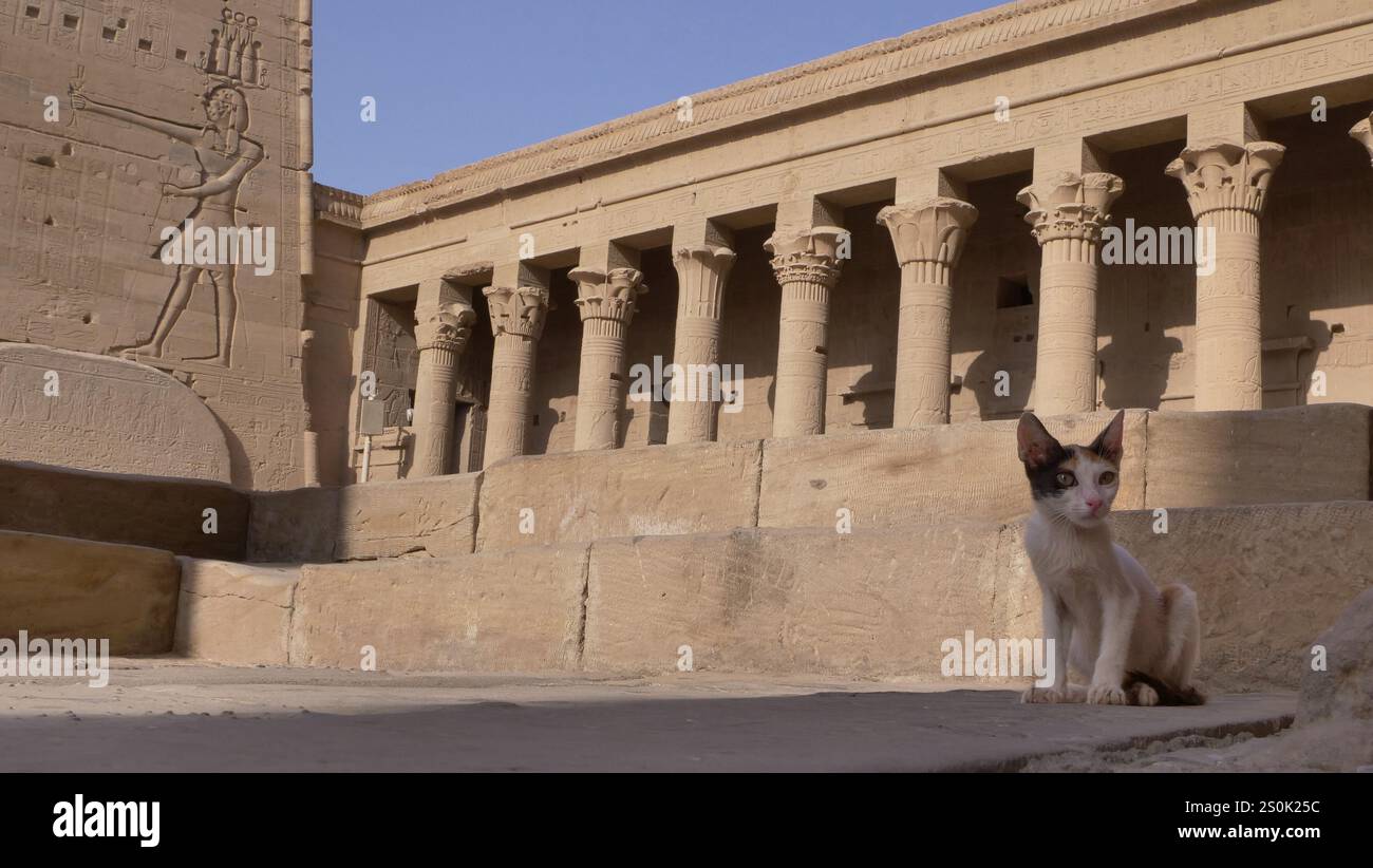 Egyptian Cat in the Temple of Isis at Philae, Egypt Stock Photo - Alamy