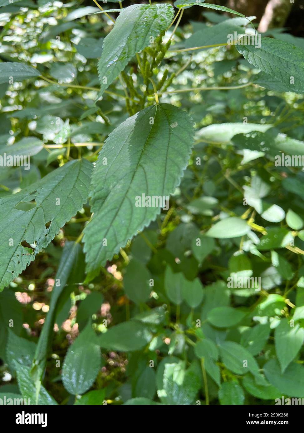 false nettle (Boehmeria cylindrica Stock Photo - Alamy