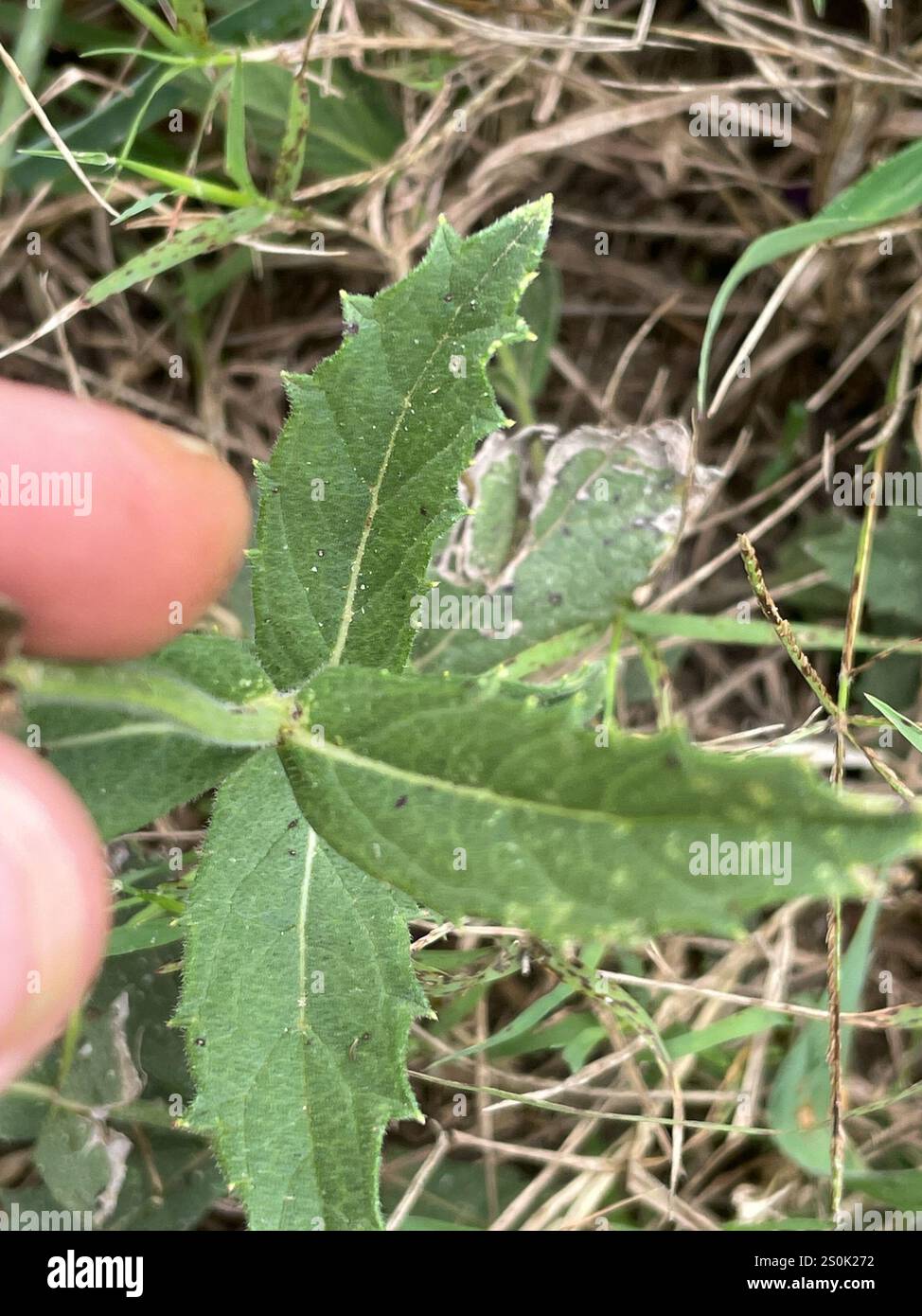 Slender Vervain (Verbena rigida Stock Photo - Alamy